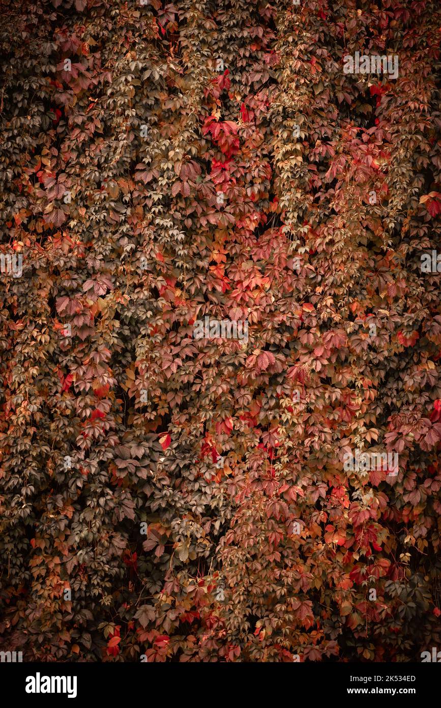 Colorful Autumn Virginia Creeper, Wild Grape Background. Abstract ...