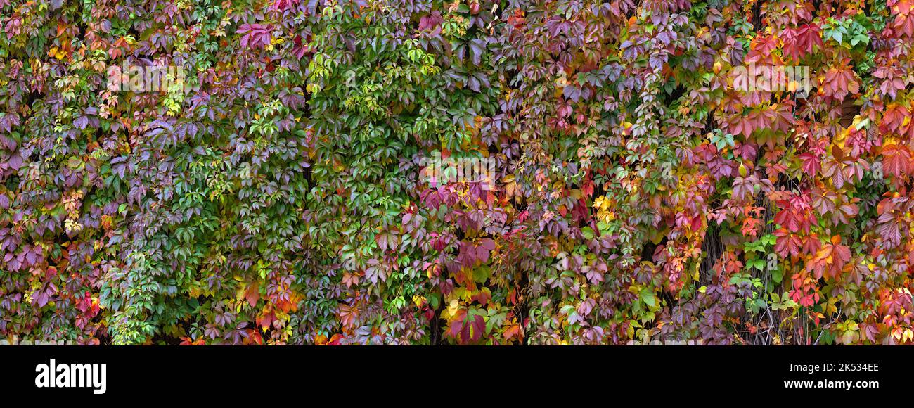 Colorful Autumn Virginia Creeper, Wild Grape Background. Abstract ...