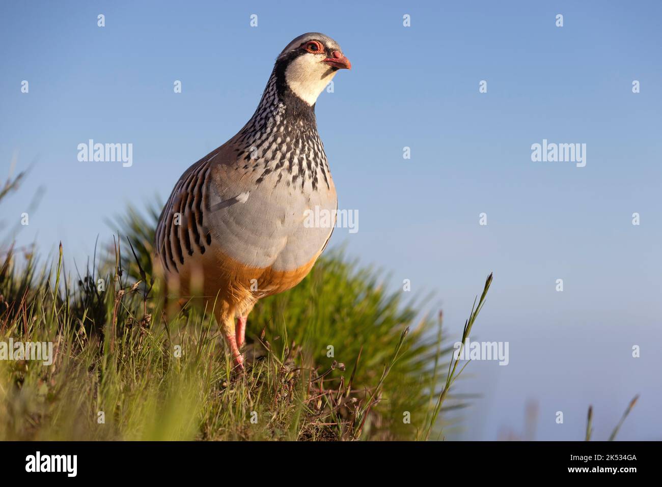 Portugal, Madeira Island, Pico Arieiro (1817m) , (red partridge ...