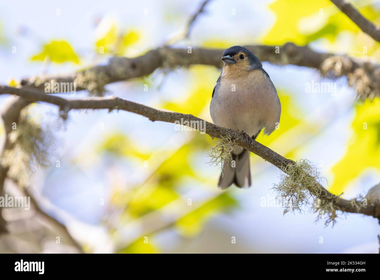 Portugal, Madeira Island, Madeira Chaffinch (Fringilla coelebs ...