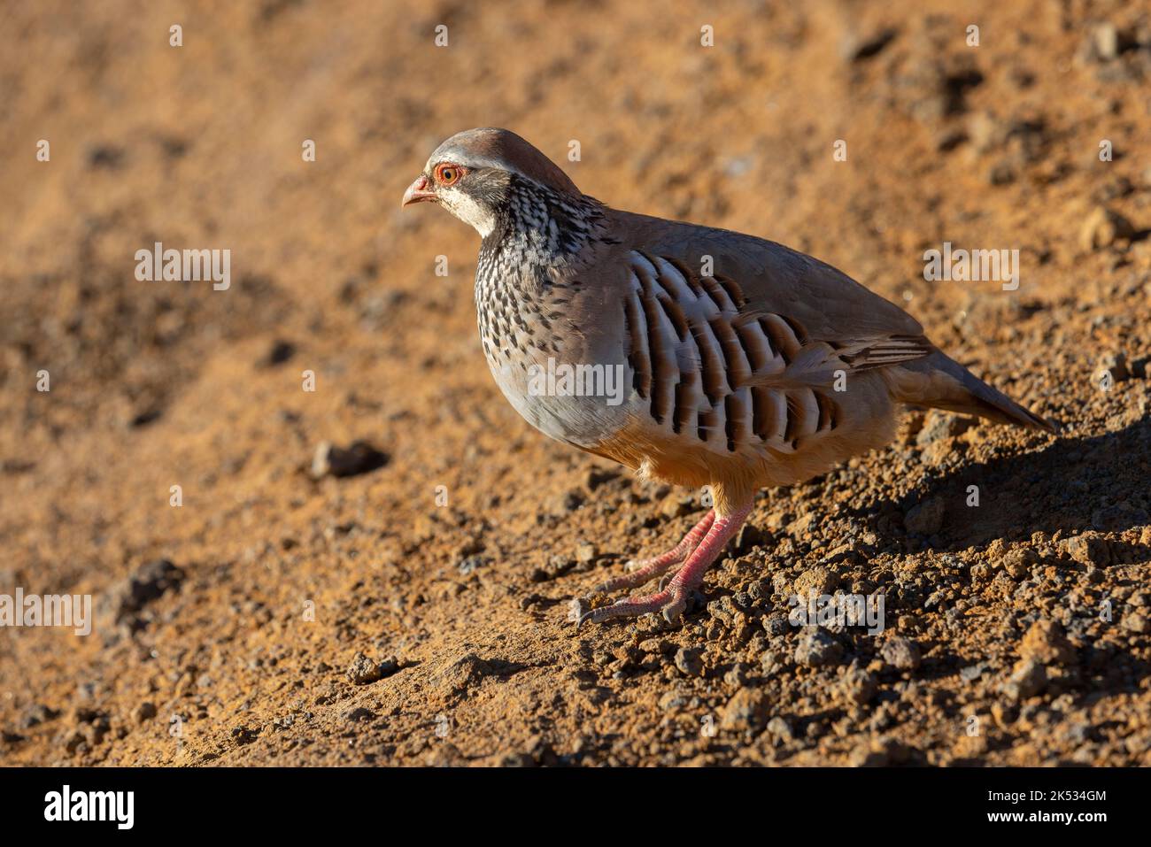 Partridge island hi-res stock photography and images - Alamy