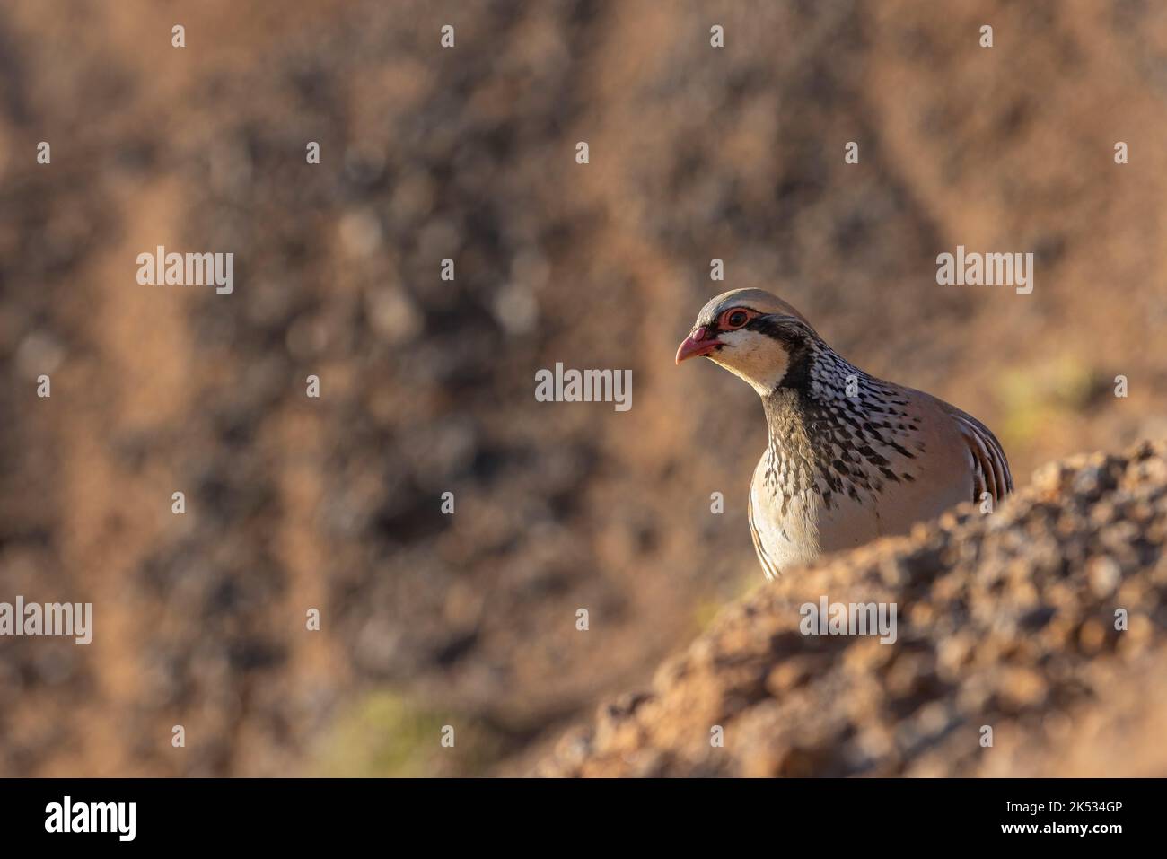 Portugal, Madeira Island, Pico Arieiro (1817m) , (red partridge ...