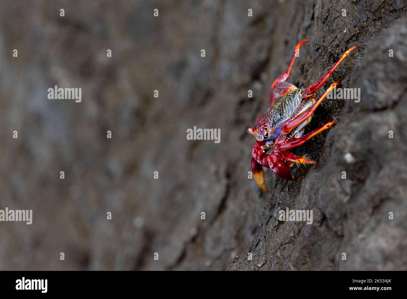 Portugal, Madeira Island, Red Crab (Grapsus adscensionis Stock Photo ...
