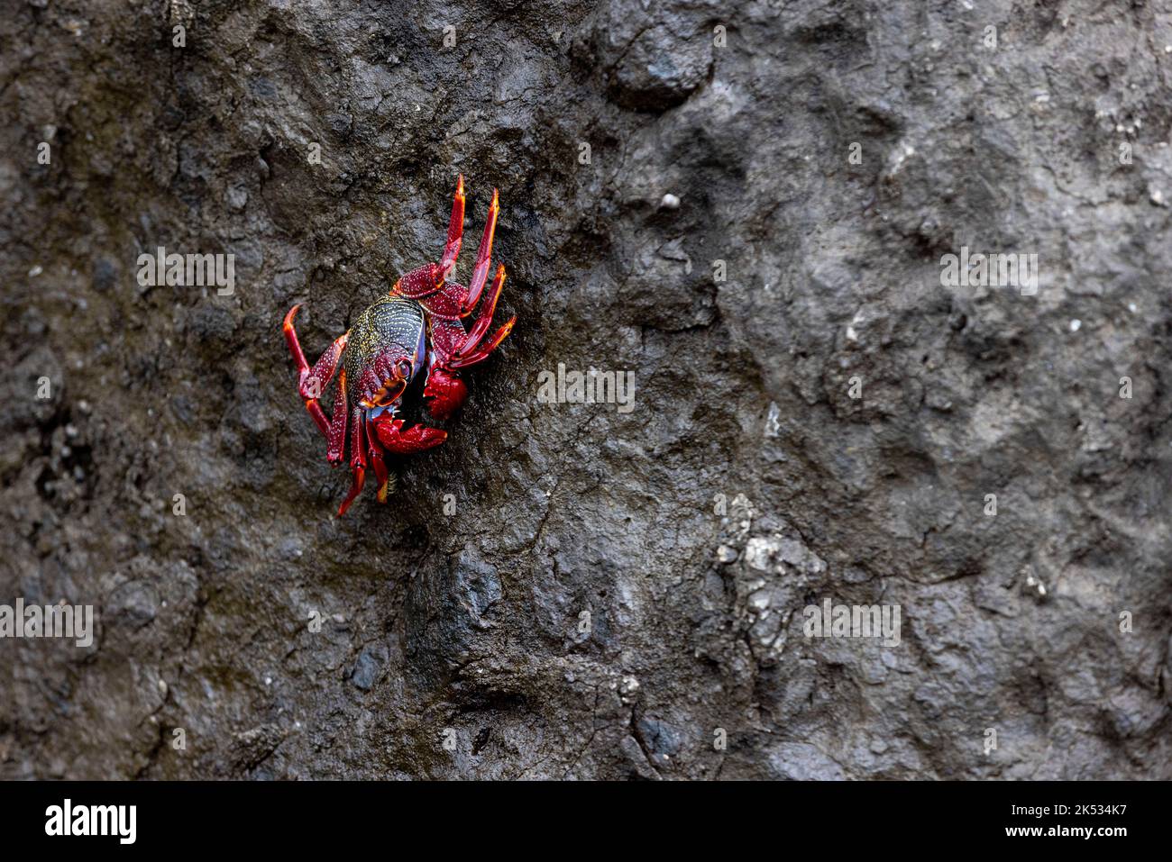 Portugal, Madeira Island, Red Crab (Grapsus adscensionis Stock Photo ...