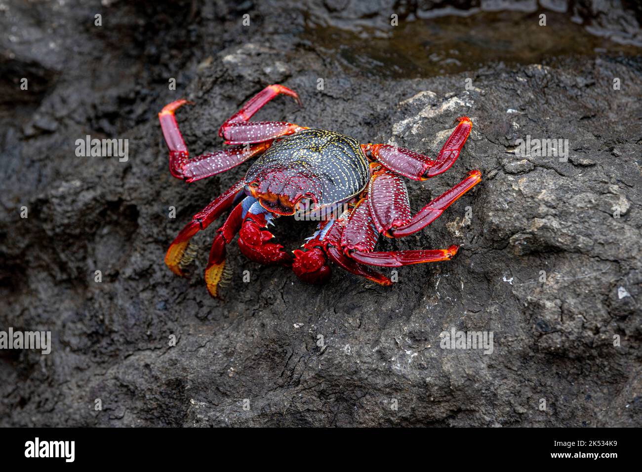Portugal, Madeira Island, Red Crab (Grapsus adscensionis Stock Photo ...