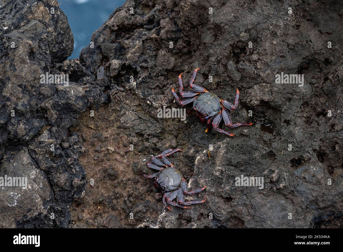 Portugal, Madeira Island, Red Crab (Grapsus adscensionis Stock Photo ...