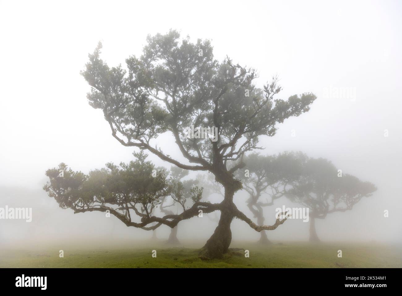 Portugal, Madeira Island, Fanal, laurels in the Laurisilva forest ...