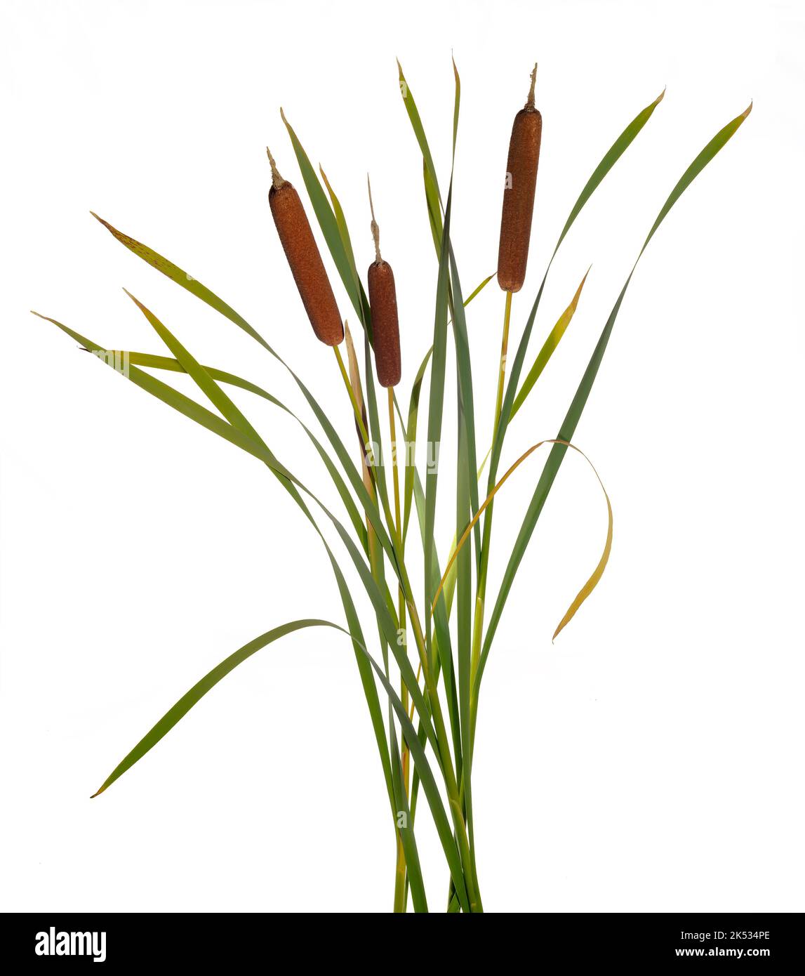 Marsh straw hi-res stock photography and images - Alamy