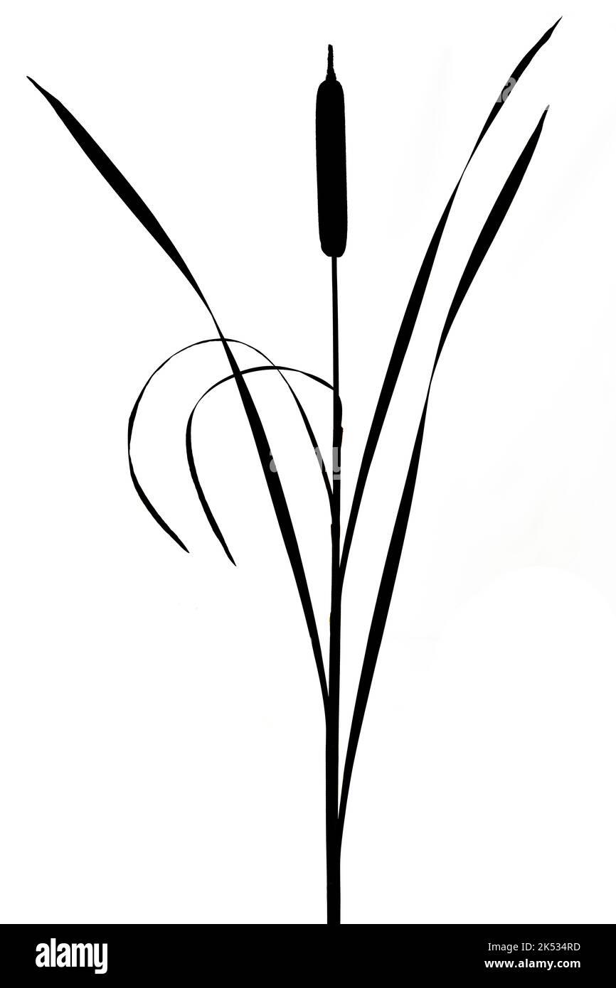 Cattail Silhouette