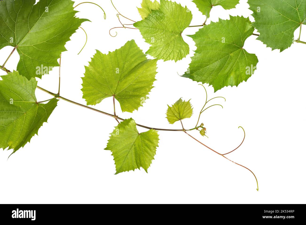 Fresh branches of young grape vine on white background Stock Photo - Alamy