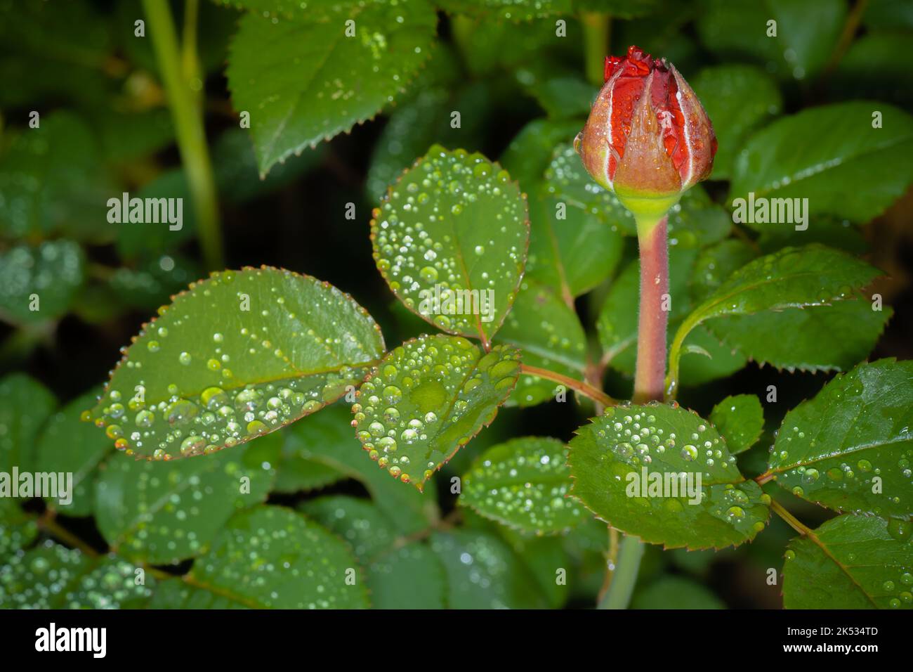 Light red rose with rain drops hi-res stock photography and images - Alamy