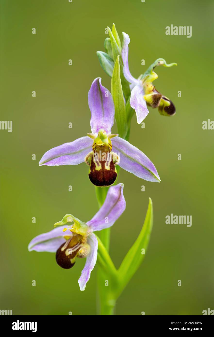 France, Normandy, Ophrys bee (Ophrys apifera Stock Photo - Alamy