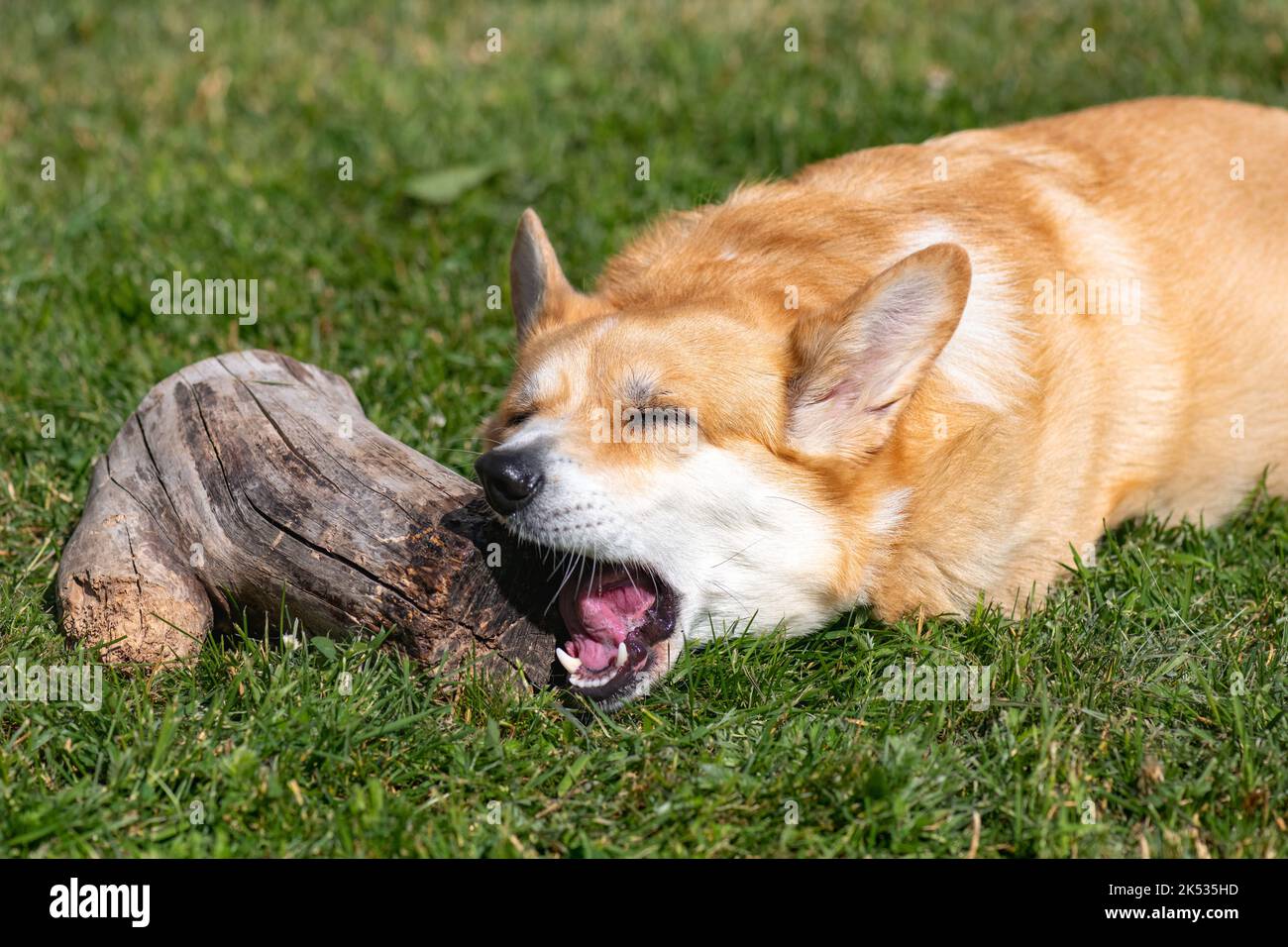 Pembroke Welsh Corgi gnaws scrunches with great relish log stick log ...