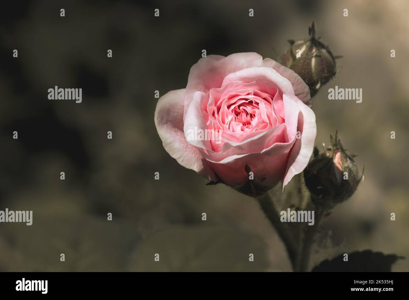 A single soft pale pink rose in the shade Stock Photo - Alamy