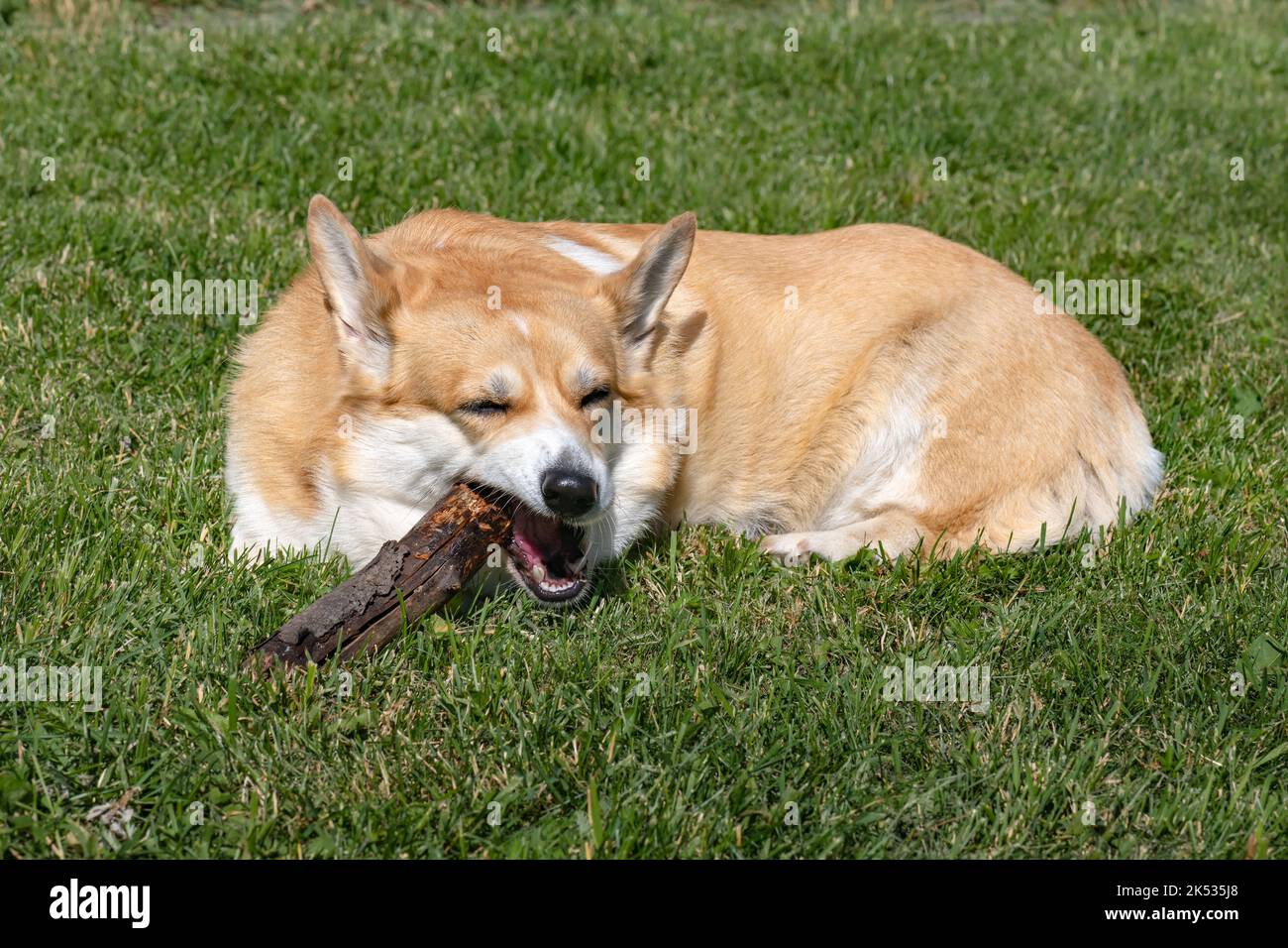 Pembroke Welsh Corgi gnaws scrunches with great relish log stick log ...