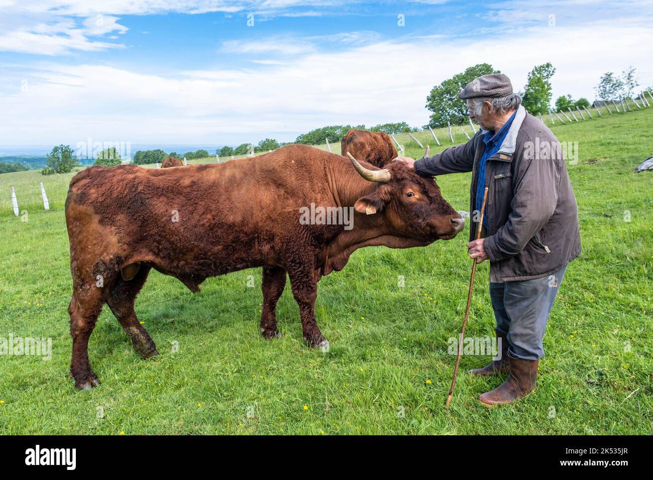 France, Puy de Dome, Chastreix, Le Mont, Rémi Fargeix breeder of Salers ...