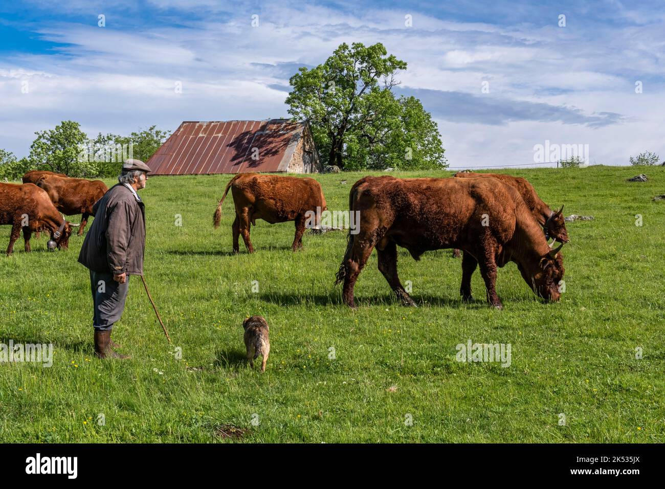 France, Puy de Dome, Chastreix, Le Mont, Rémi Fargeix breeder of Salers ...