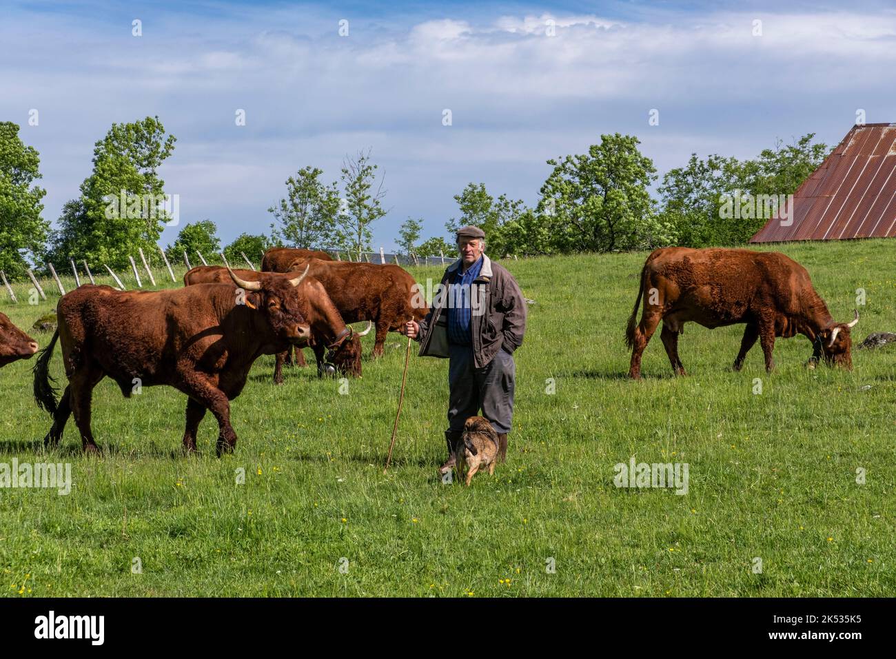 France, Puy de Dome, Chastreix, Le Mont, Rémi Fargeix breeder of Salers ...