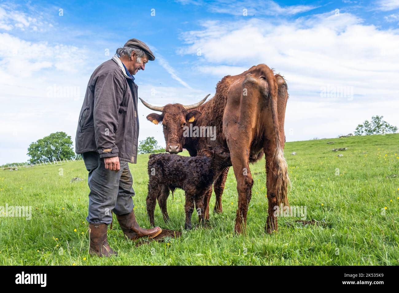 France, Puy de Dome, Chastreix, Le Mont, Rémi Fargeix breeder of Salers ...