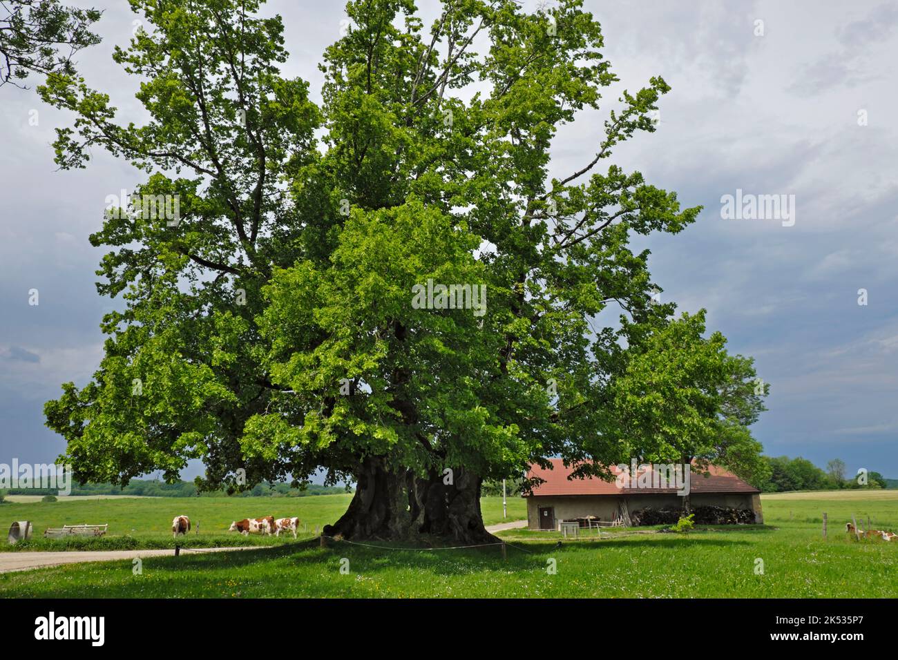 France, Jura, Bracon, Grange-Sauvaget lime tree, end of the 15th ...