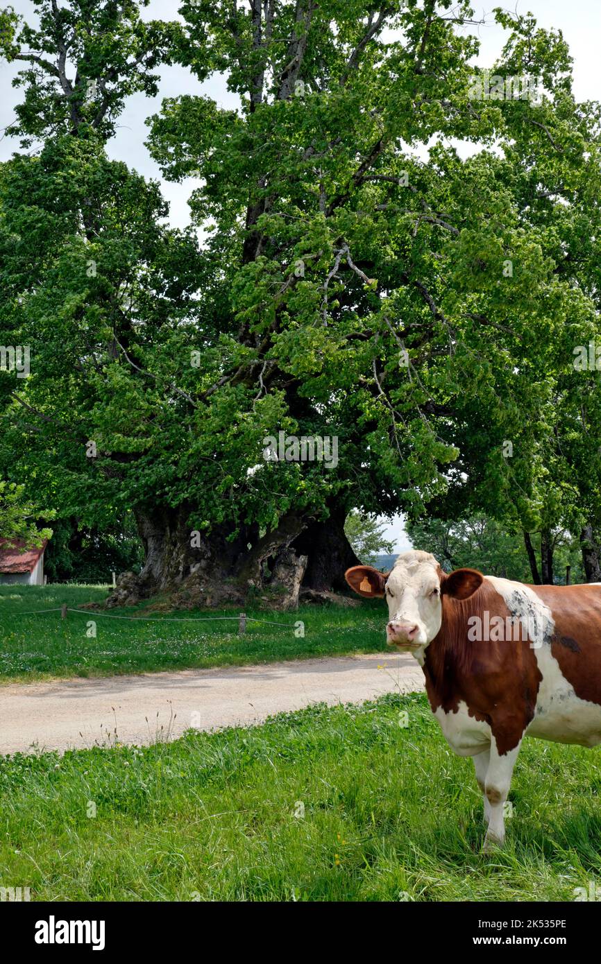 France, Jura, Bracon, Grange-Sauvaget lime tree, end of the 15th ...