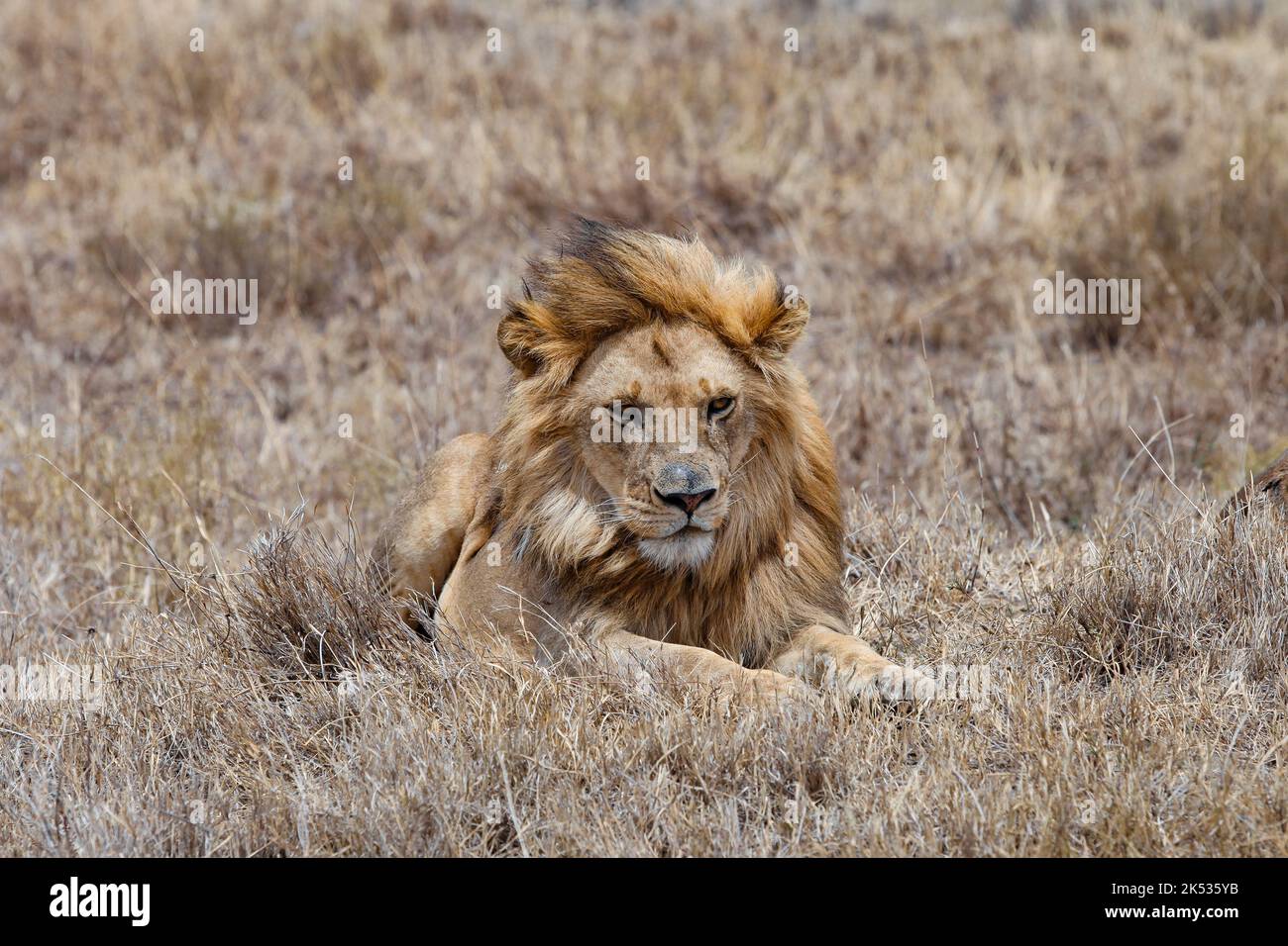 Big adult male lion in savannah prairie dry grass watching Stock Photo ...