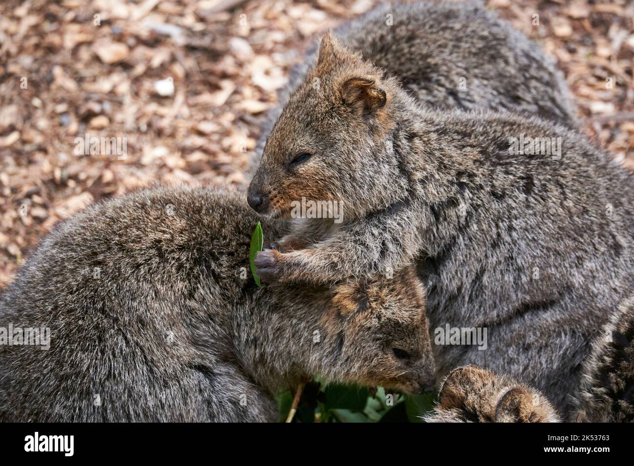 Two quokkas hi-res stock photography and images - Alamy