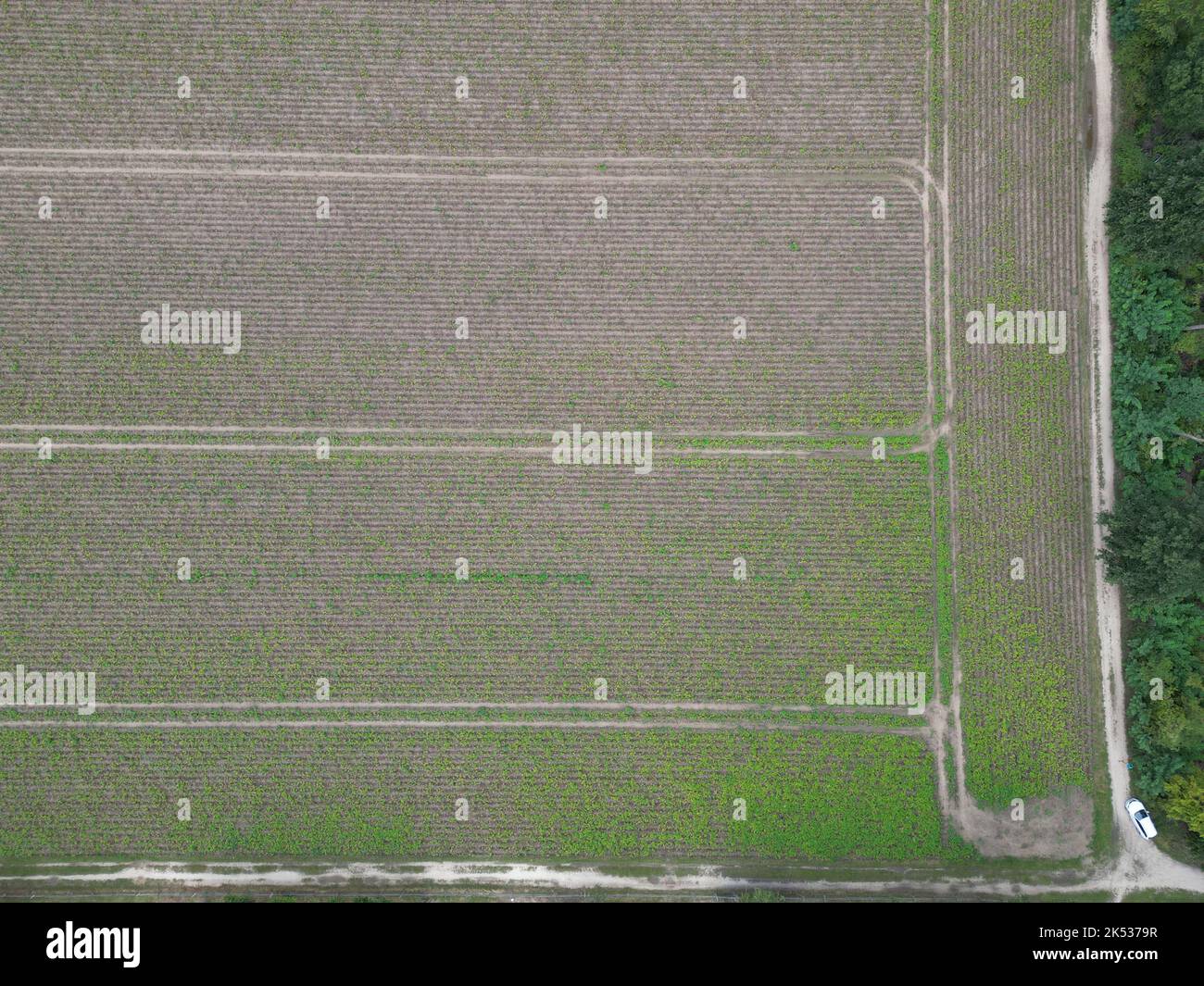 A top view of an agricultural potato field in Germany Stock Photo - Alamy