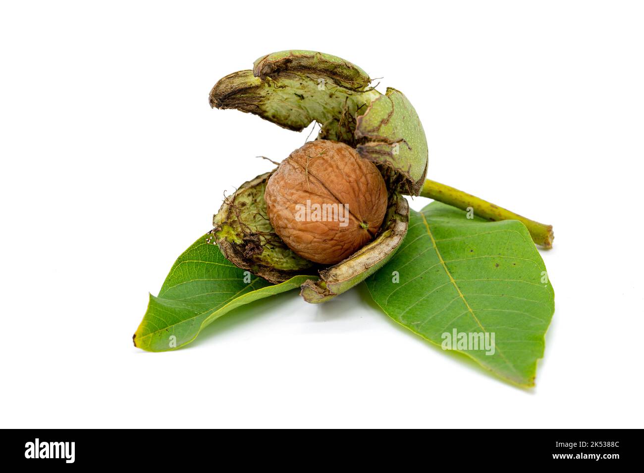 walnut with shell isolated on white background Stock Photo - Alamy