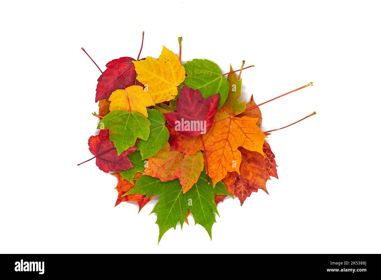 Colorful autumn leaves mix isolated Stock Photo - Alamy
