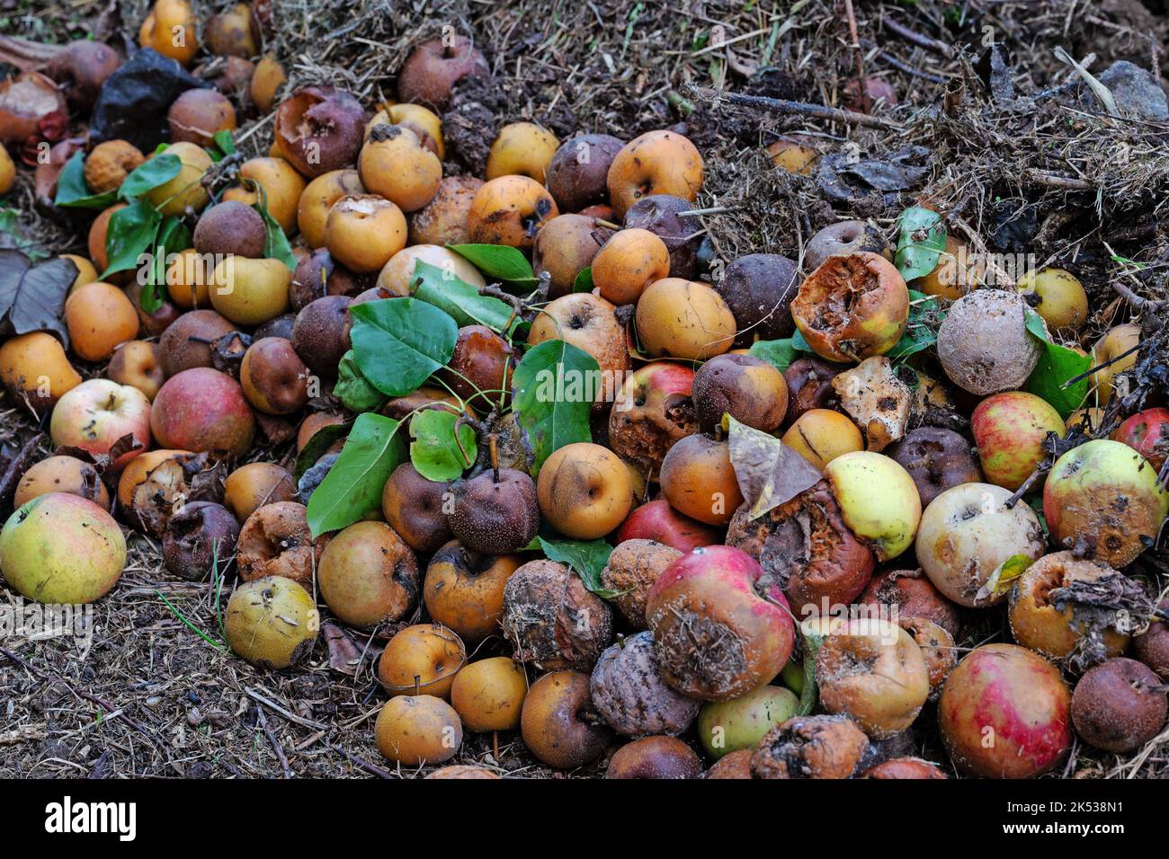 Rotten fallen fruit in the garden Stock Photo - Alamy