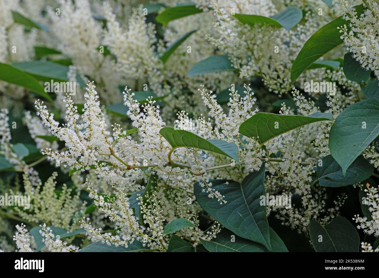 Flowering Japanese knotweed, Fallopia japonica Stock Photo - Alamy