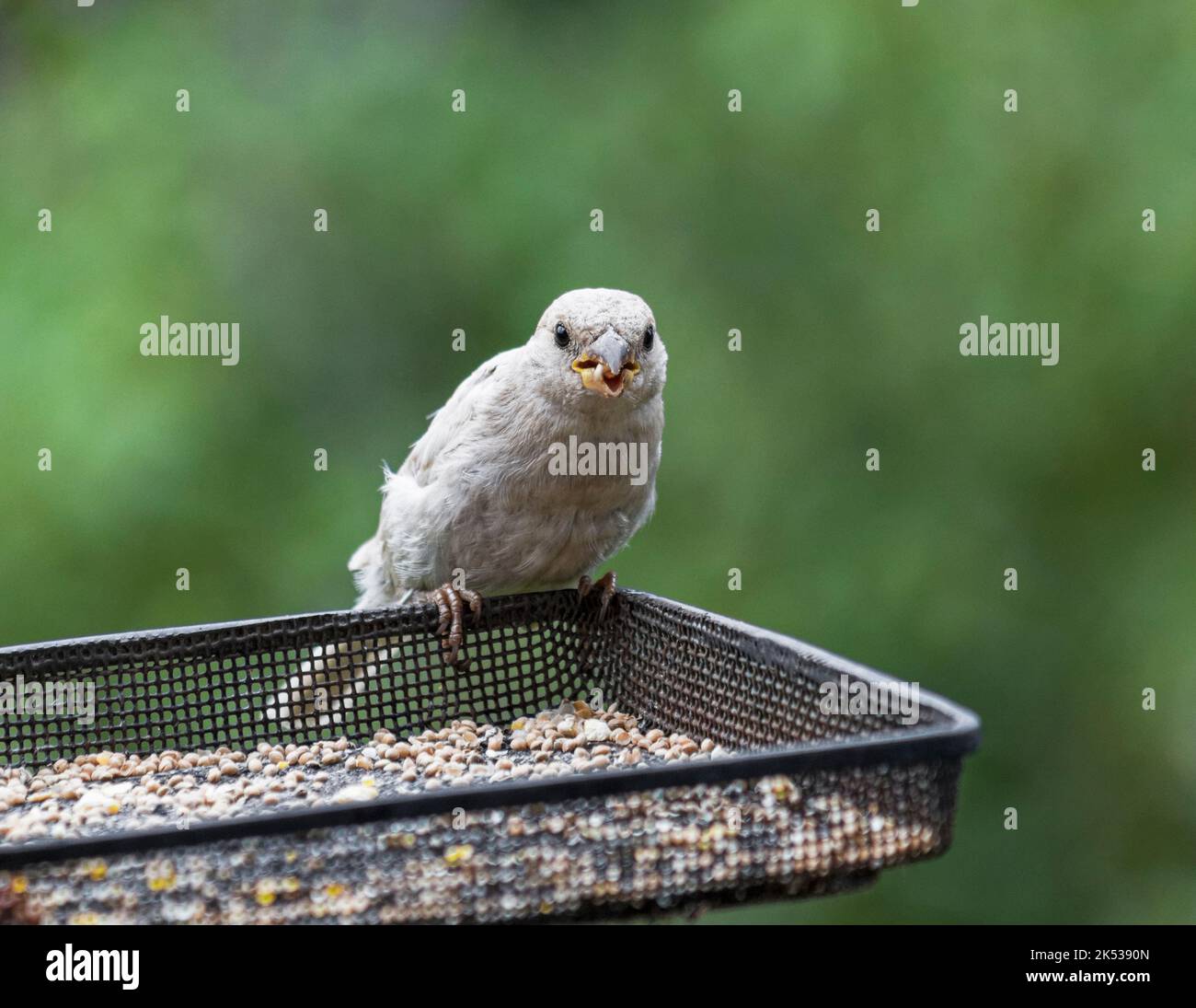 Leucistic sparrow, lacking much of the pigment melanin, at rest in ...