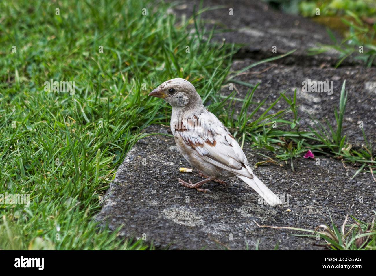Leucistic sparrow, lacking much of the pigment melanin, at rest in ...