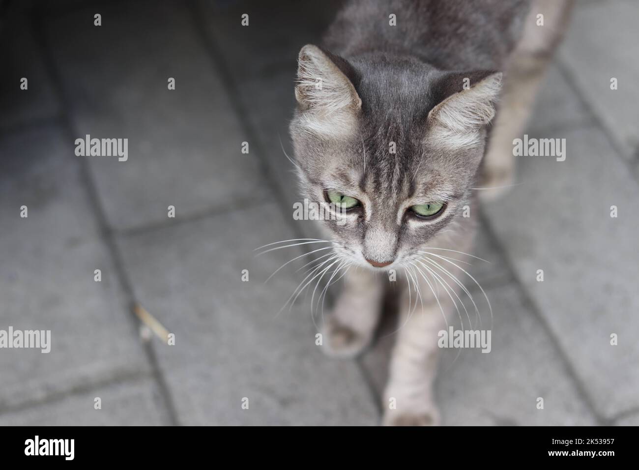 Overhead cat shot hi-res stock photography and images - Alamy