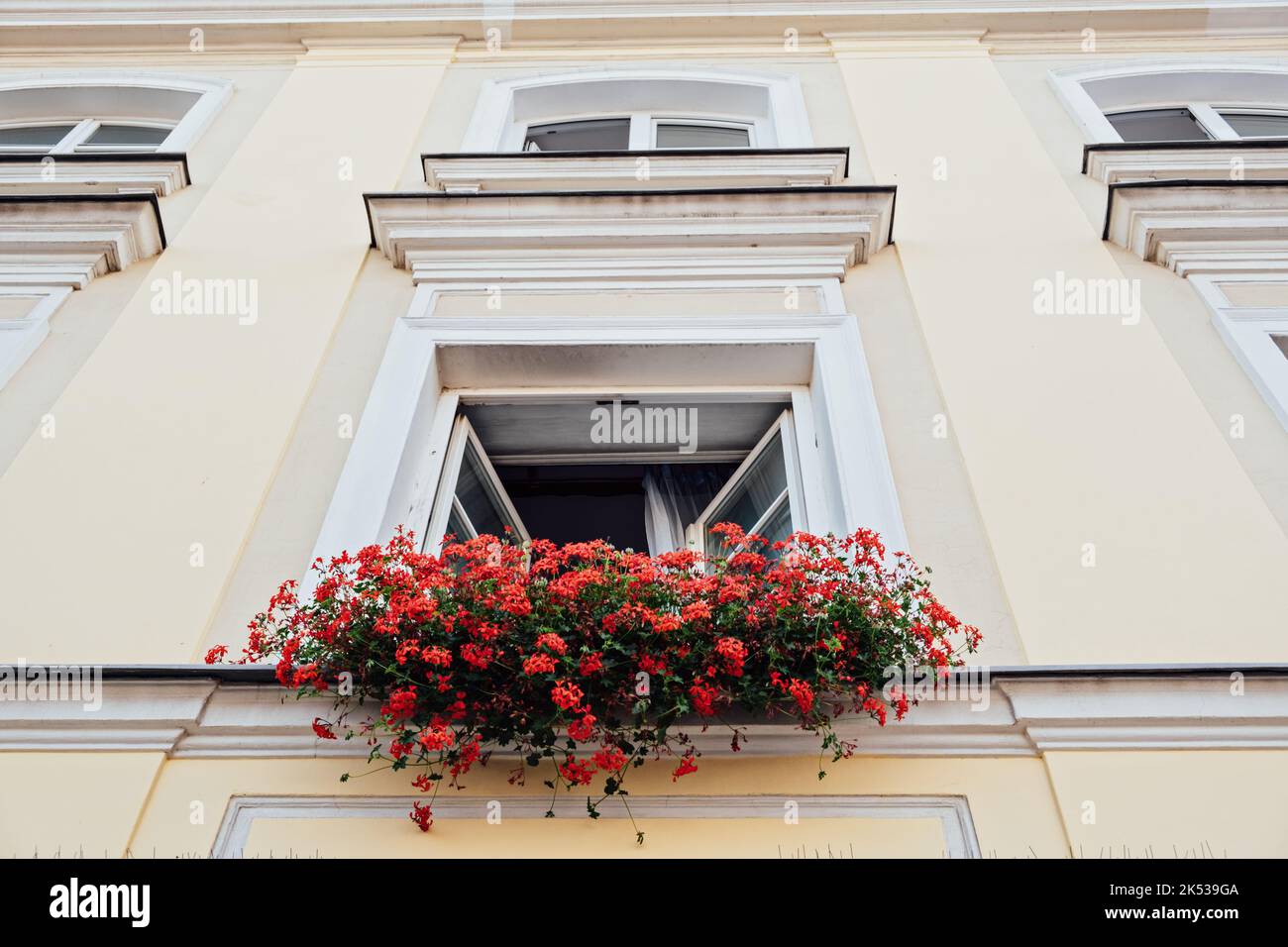 Window and flowerbox. Window decorated with red Geranium flowers. House ...