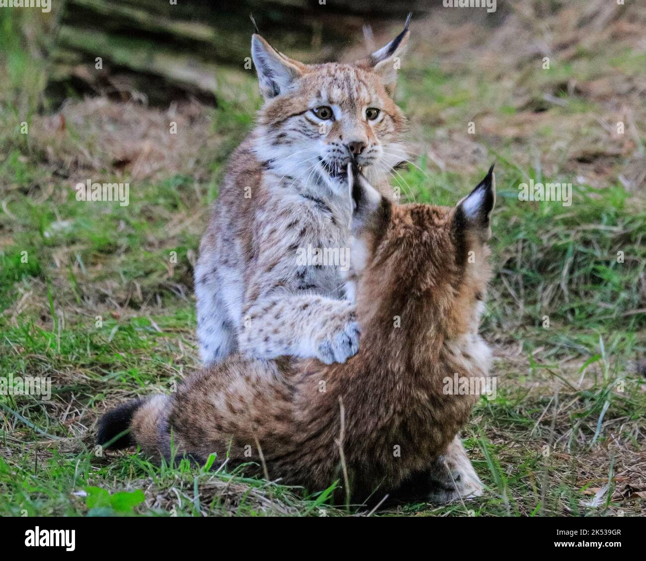 Haltern, NRW, Germany. 05th Oct, 2022. Two Eurasian Lynx (lynx lynx) kittens, born in early ...