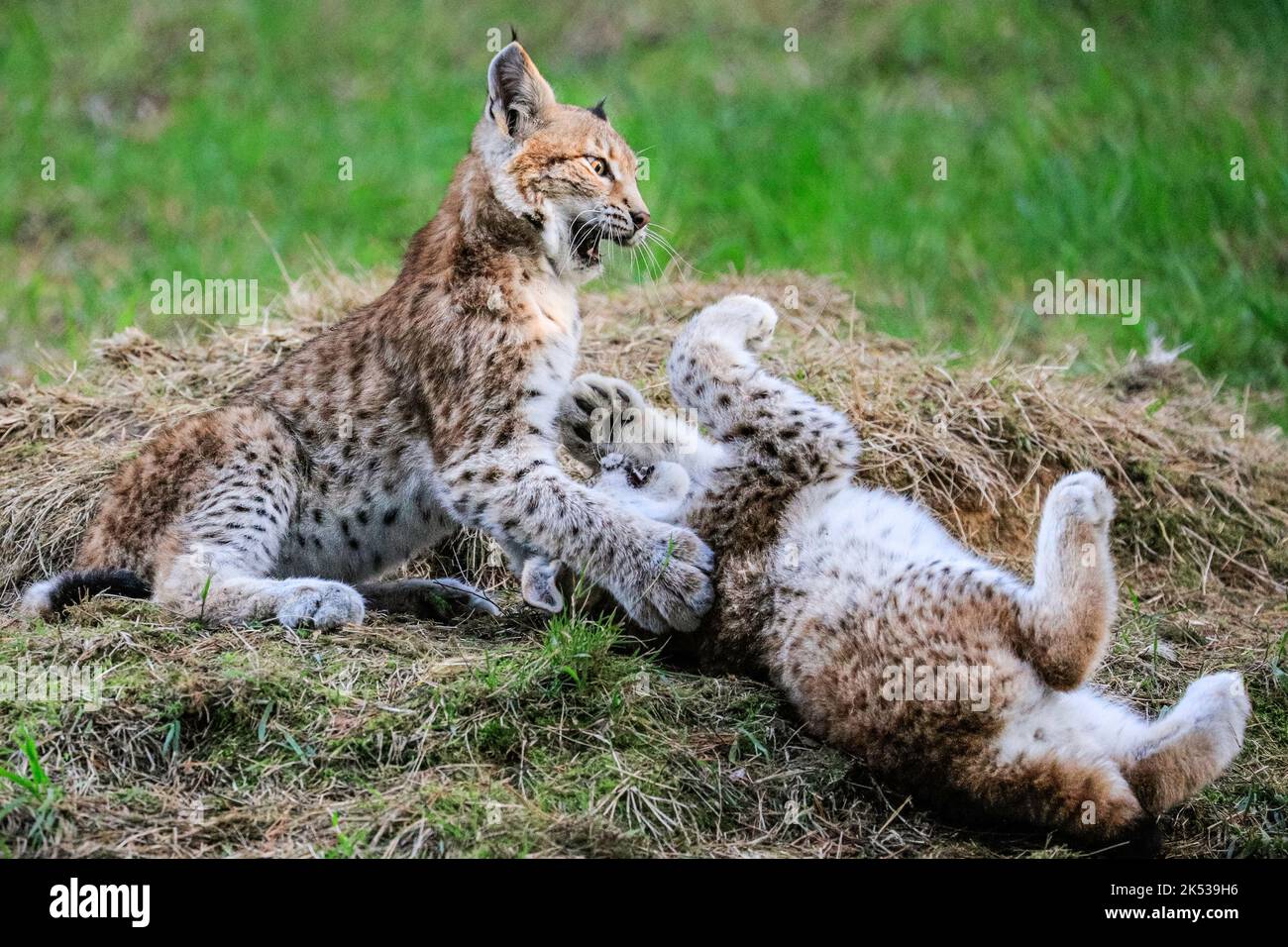 Haltern, NRW, Germany. 05th Oct, 2022. Two Eurasian Lynx (lynx lynx) kittens, born in early ...
