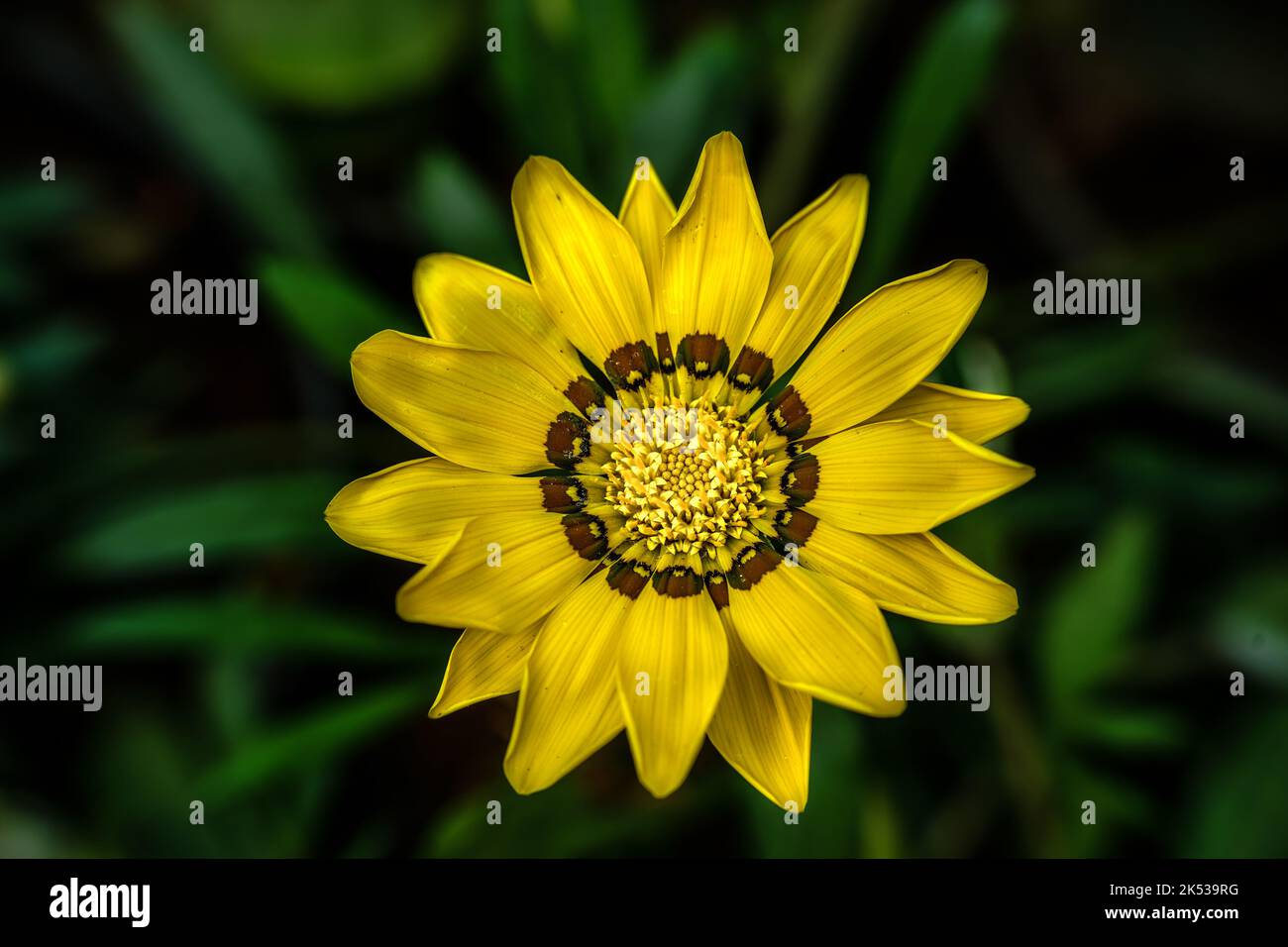 A top view of a pretty yellow treasure flower Stock Photo - Alamy