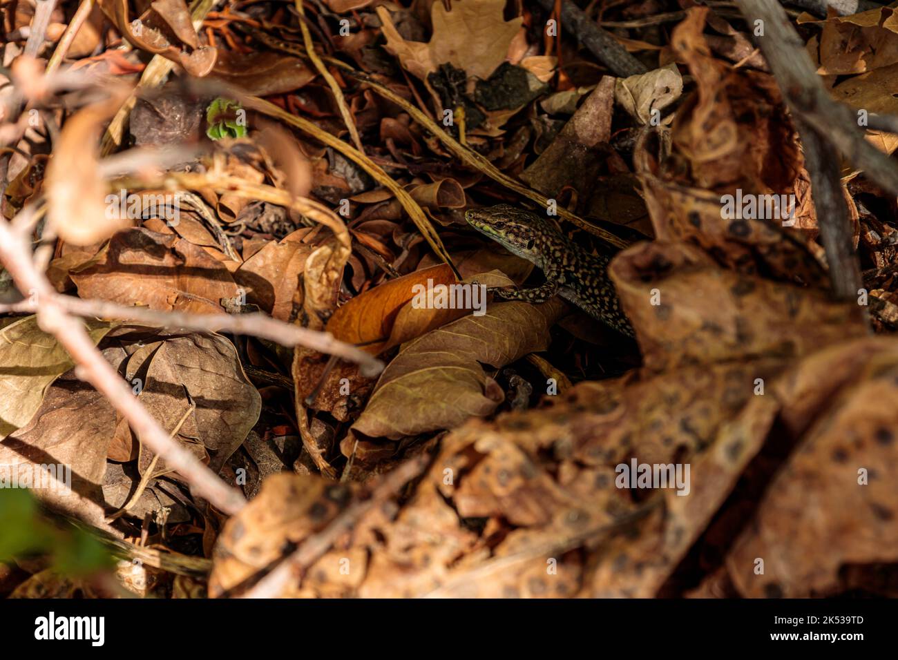 The lizard hides in yellow leaves in the forest Stock Photo - Alamy