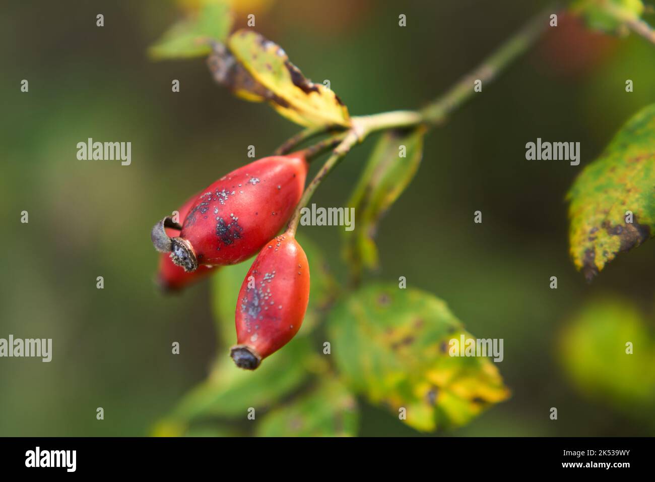 A closeup of a red rose hip plant fruits Stock Photo - Alamy