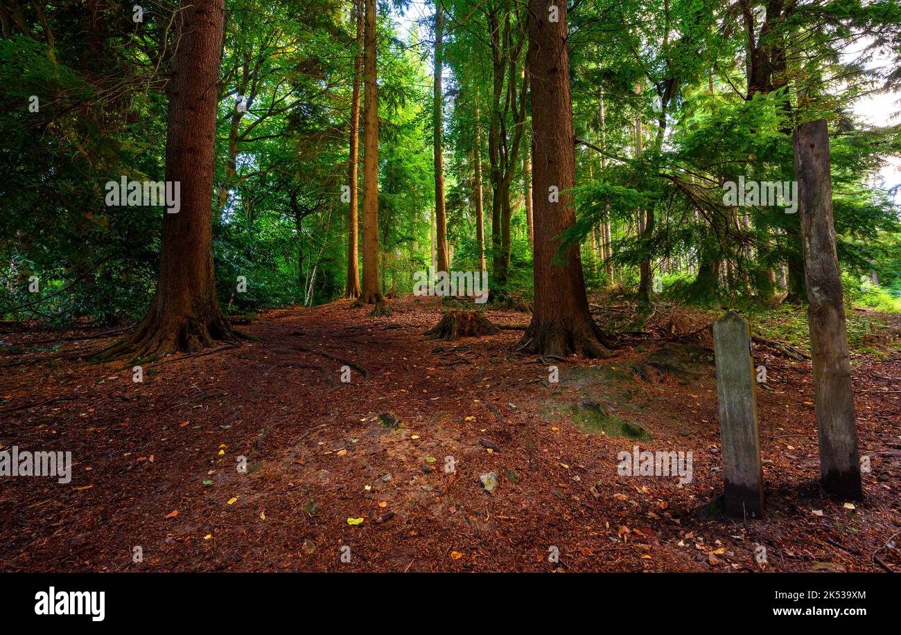 Woods near Westerham in Kent, UK. This woodland trail leads through the ...