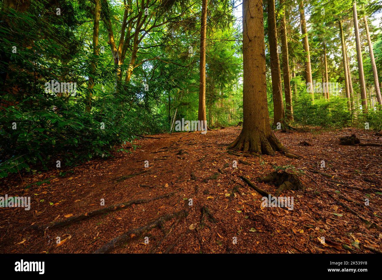 Woods near Westerham in Kent, UK. This woodland trail leads through the ...
