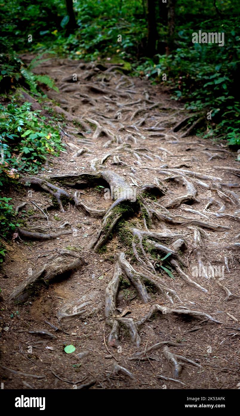 September 23, 2022: Intricate root systems line rainforest trails near ...
