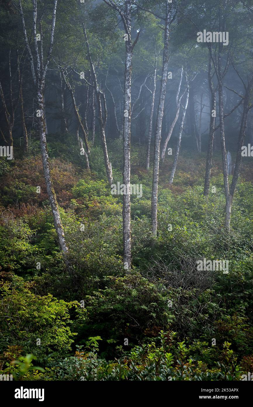 September 24, 2022: Autumn colors begin to emerge within a birch tree ...