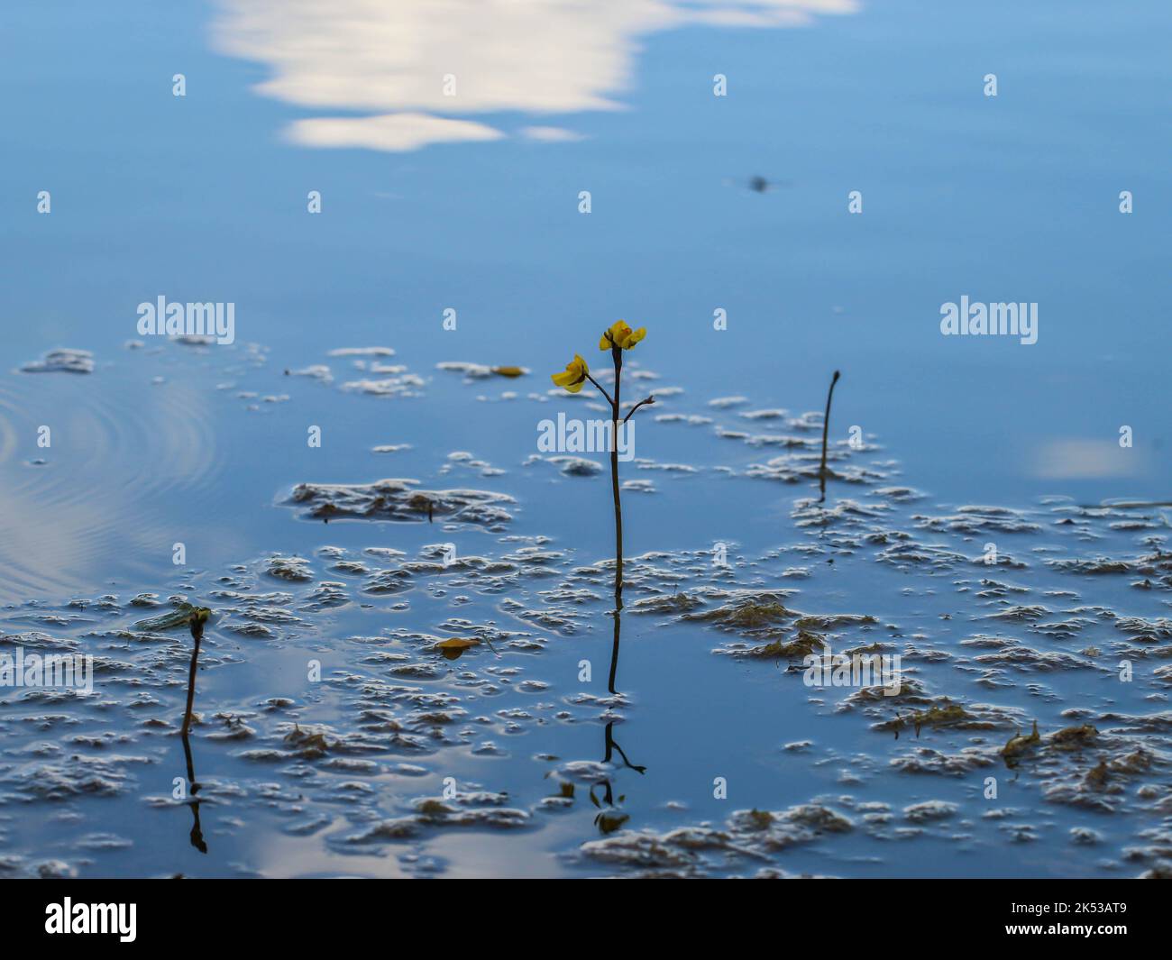 Yellow flowers of the common bladderwort (latin name: Utricularia ...