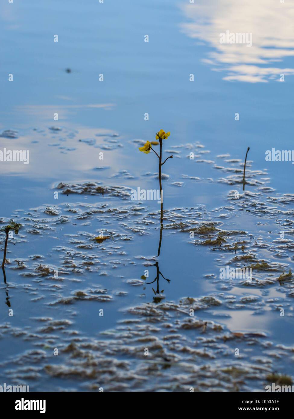 Yellow flowers of the common bladderwort (latin name: Utricularia ...