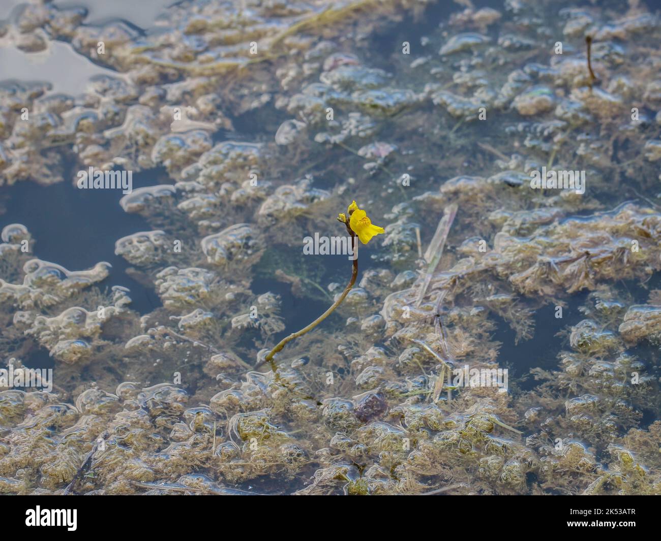 Yellow flowers of the common bladderwort (latin name: Utricularia ...