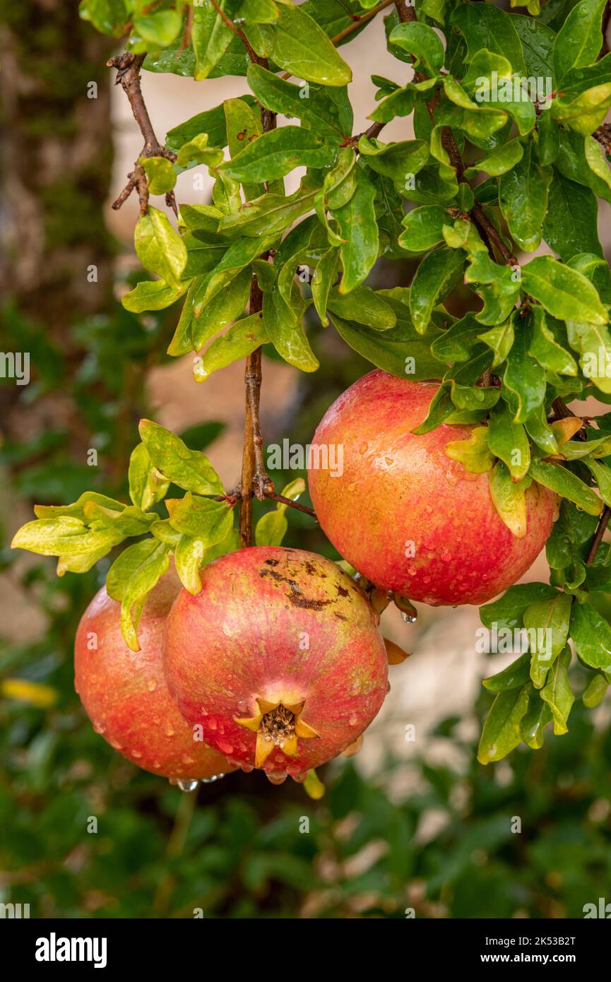 pomegranates growing on a tree in zakynthos Stock Photo - Alamy
