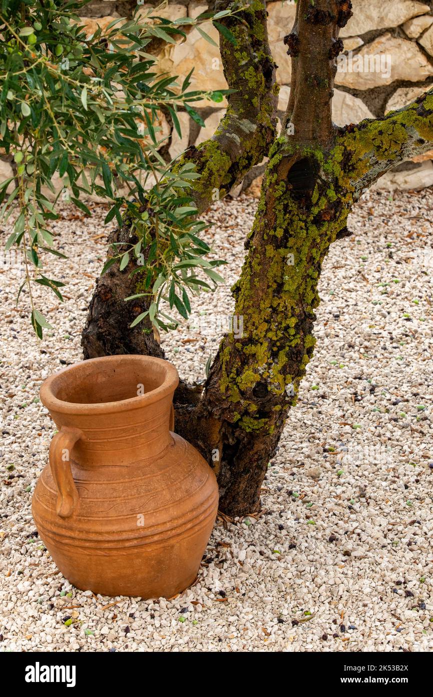 old terracotta urn or olive jar next to a mature olive tree. typically ...